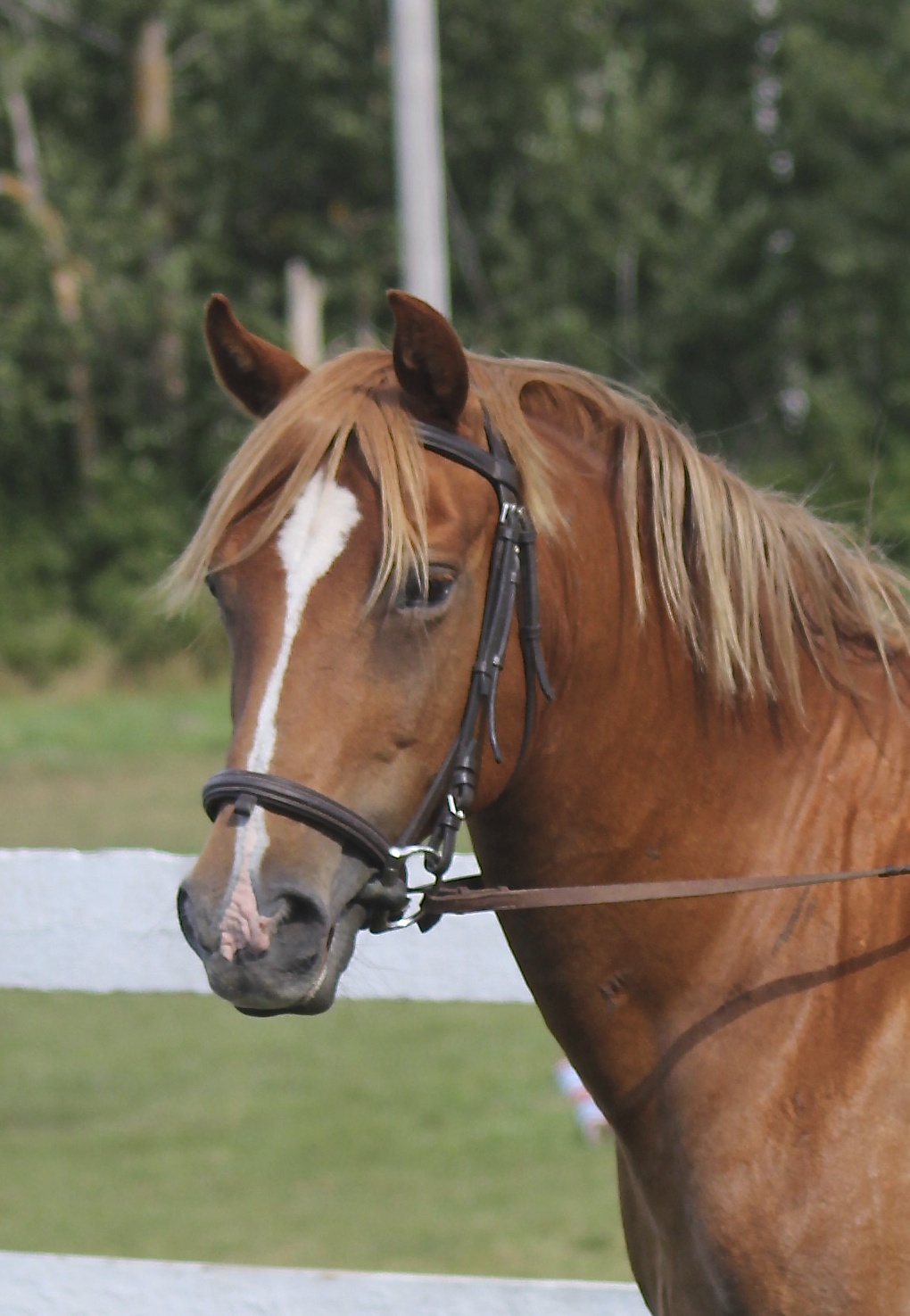 Portfolio Gallery | Equus Centre Inc.